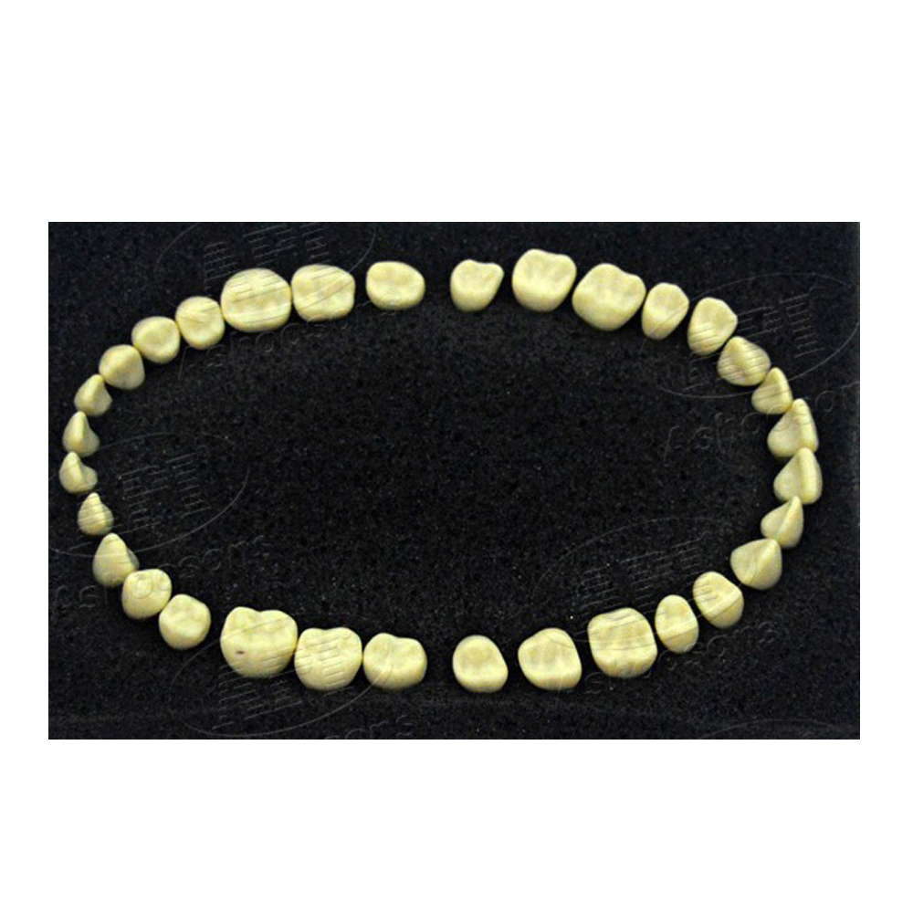 Buy API TYPODONT TEETH SET OF 32 WITH SCREW Online at Best Price ...